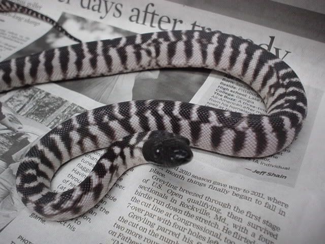 Axanthic Black Head Pythons | Reptile Forums